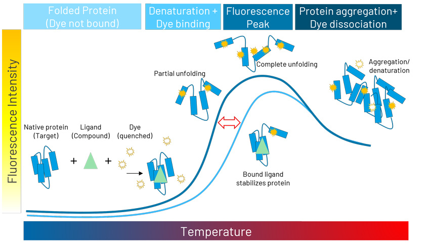 Pushing Boundaries In Thermal Shift Assays Towards 1536 Wells